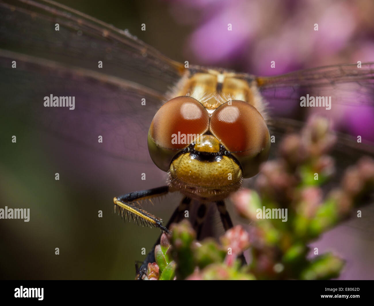 Dragonfly staring at camera with pink flowers in background Stock Photo ...