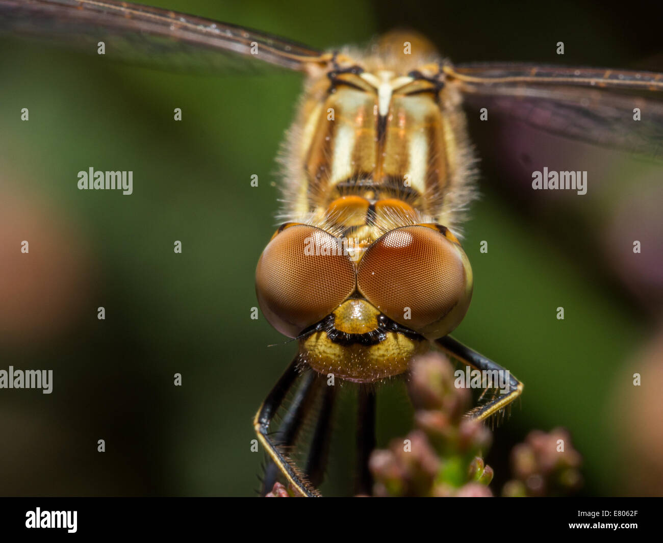 Dragonfly staring at camera with dark background Stock Photo - Alamy