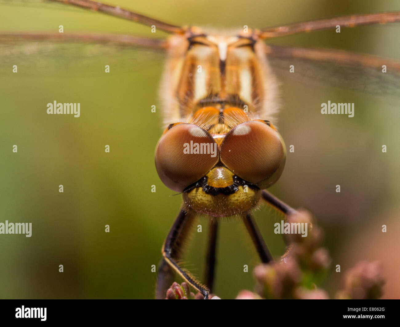 Dragonfly staring at camera with bright background Stock Photo - Alamy