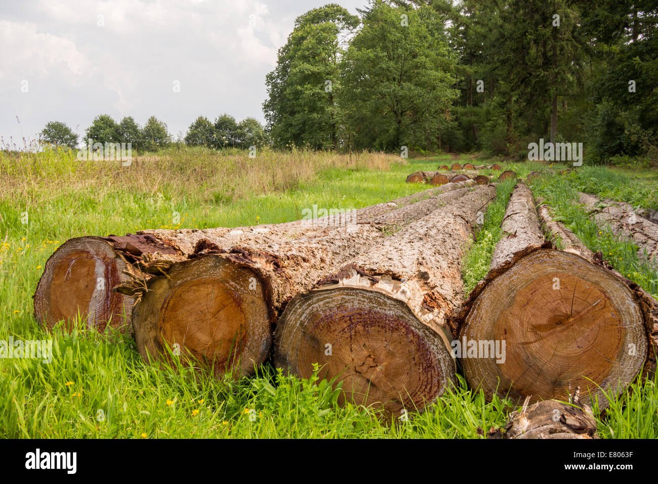 Cut down trees in pine hi-res stock photography and images - Alamy