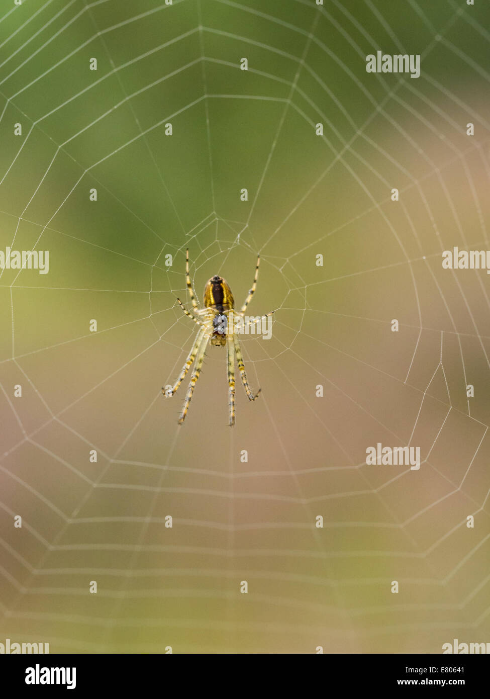 Close up of small spider in web Stock Photo - Alamy