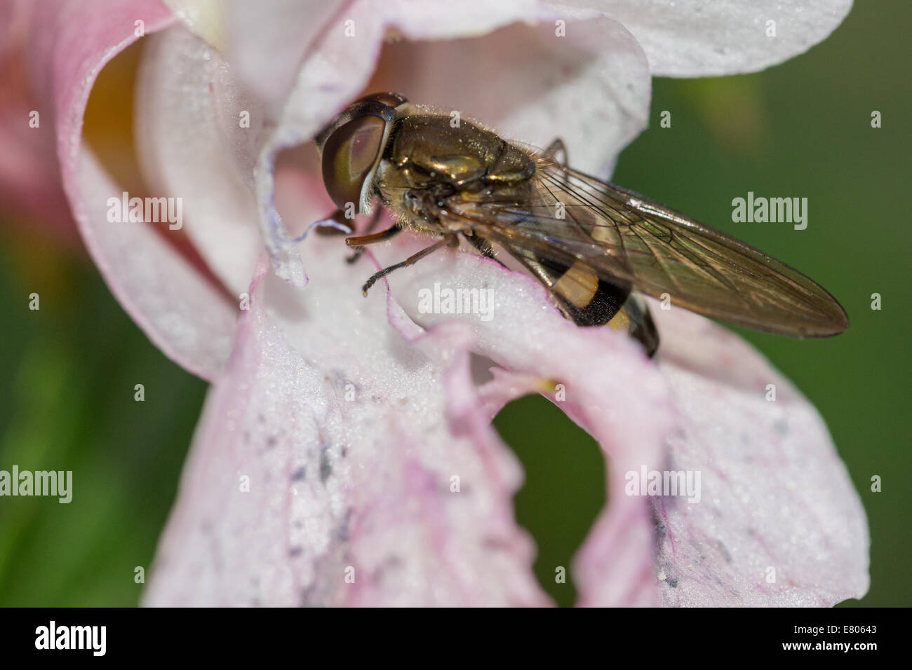 close up of a wasp in a pink wild flower Stock Photo - Alamy