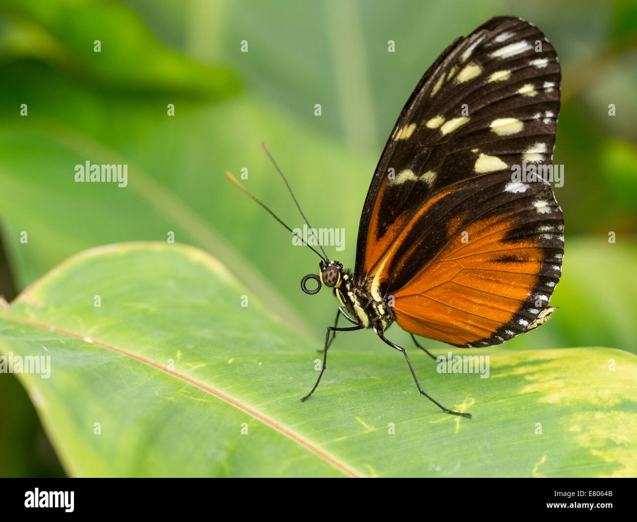Butterfly standing on leaf hi-res stock photography and images - Alamy