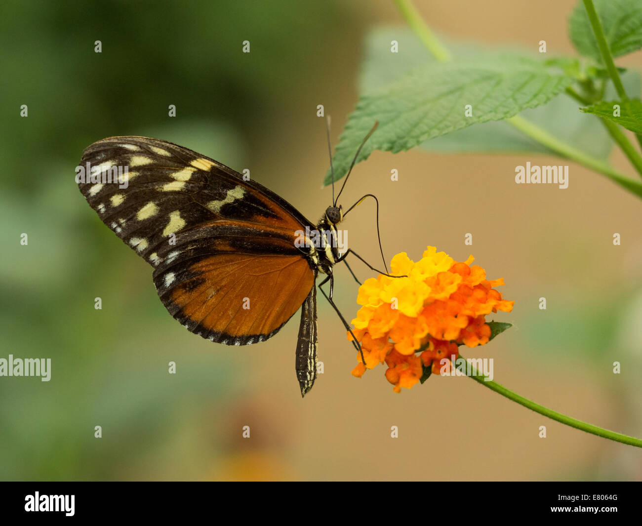 Side view of orange and yellow spotted butterfly on a flower Stock ...