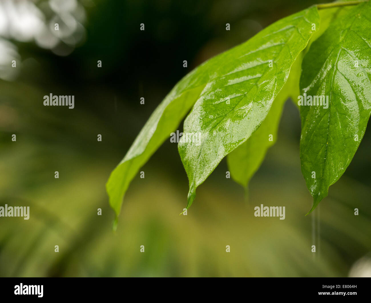 Ranining hi-res stock photography and images - Alamy