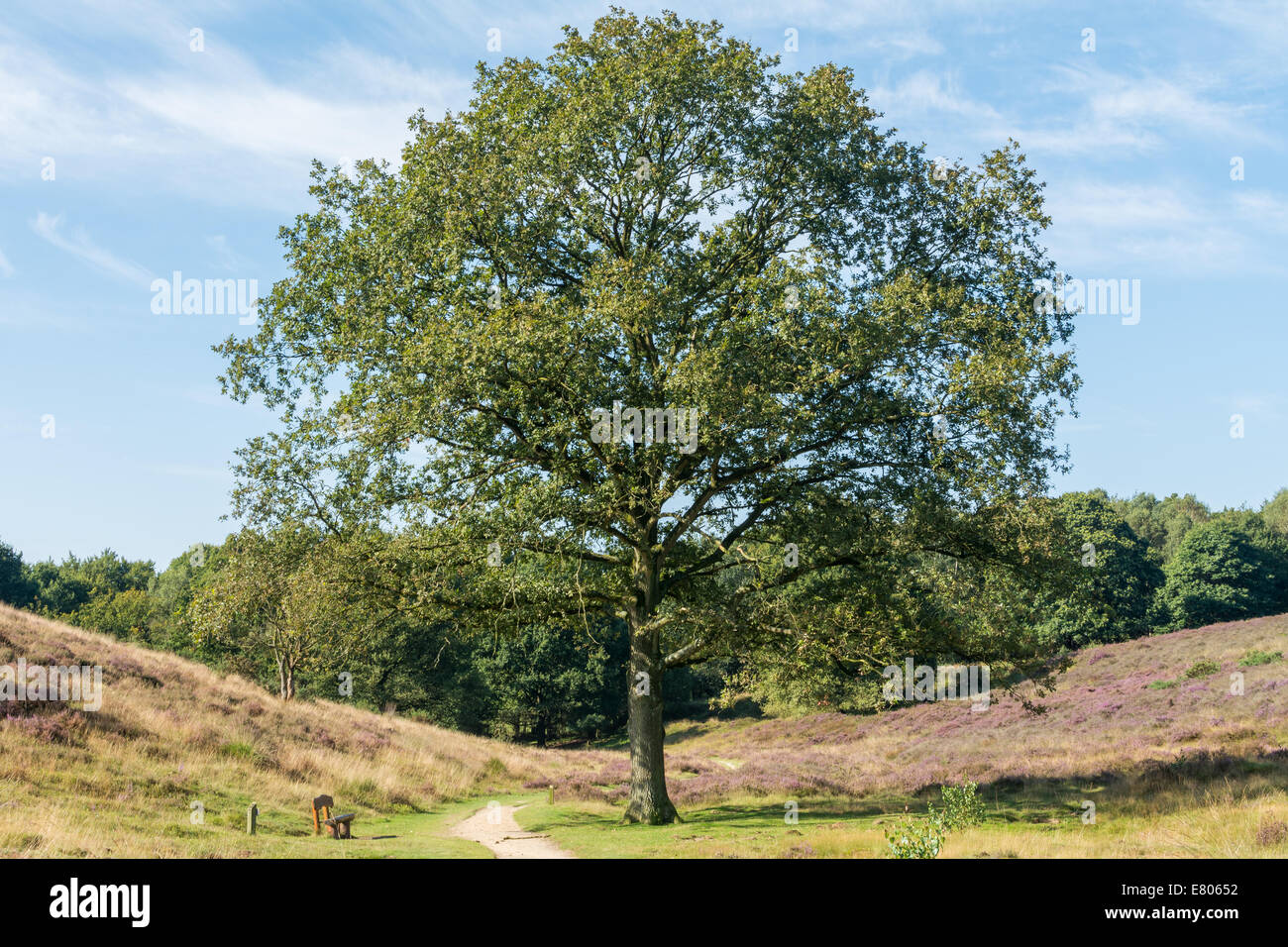 Bench under an oak tree hi-res stock photography and images - Alamy