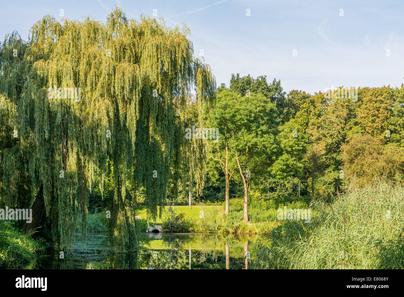 Tree branches overhanging in water hi-res stock photography and images ...