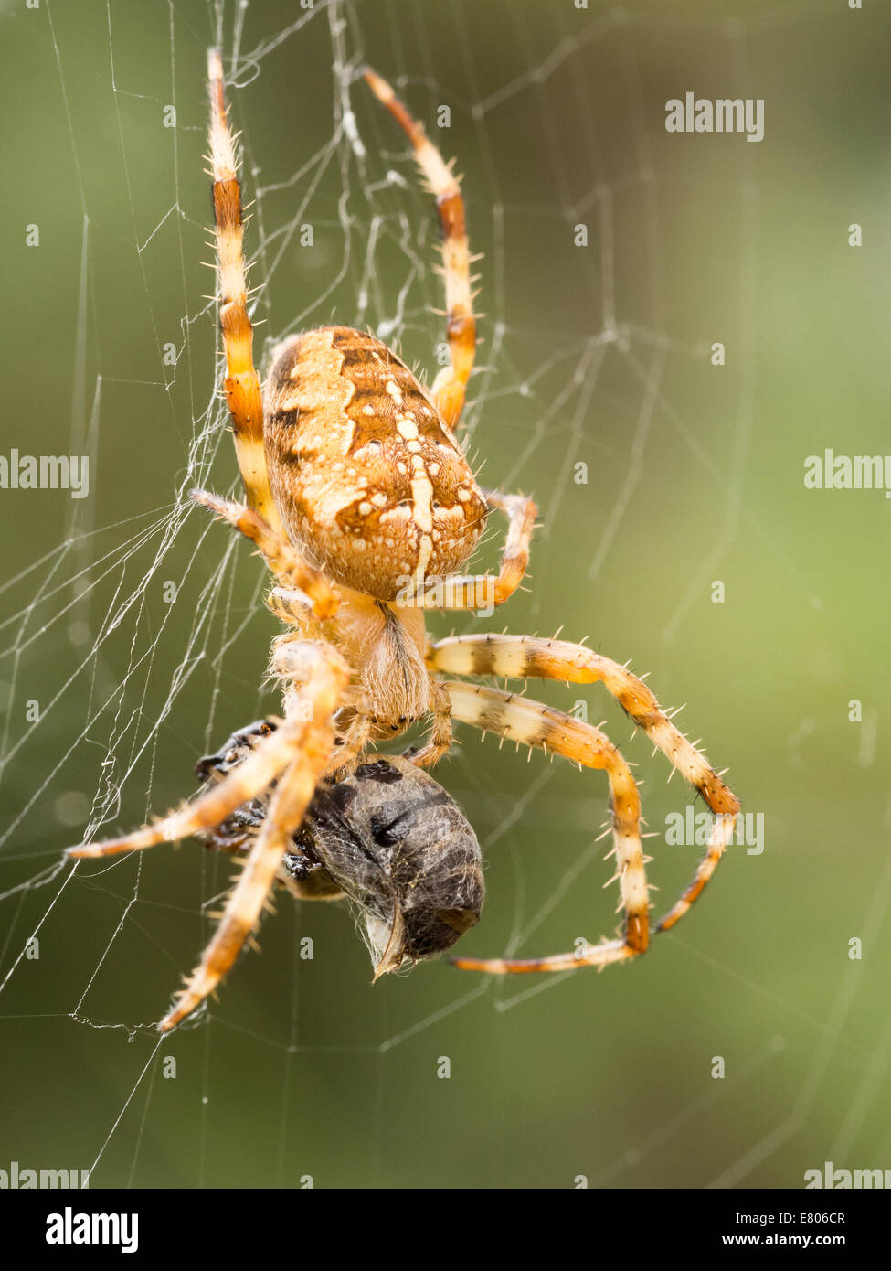 Prey biting predator hi-res stock photography and images - Alamy