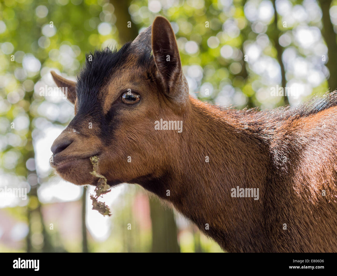 Portrait brown goat hi-res stock photography and images - Alamy