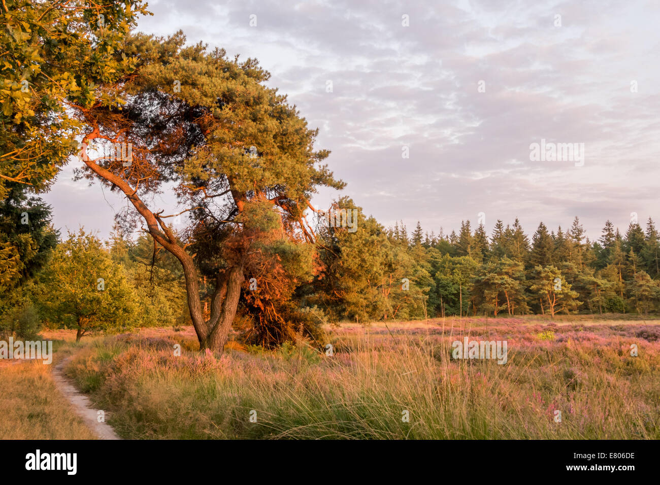 Overhanging path hi-res stock photography and images - Alamy