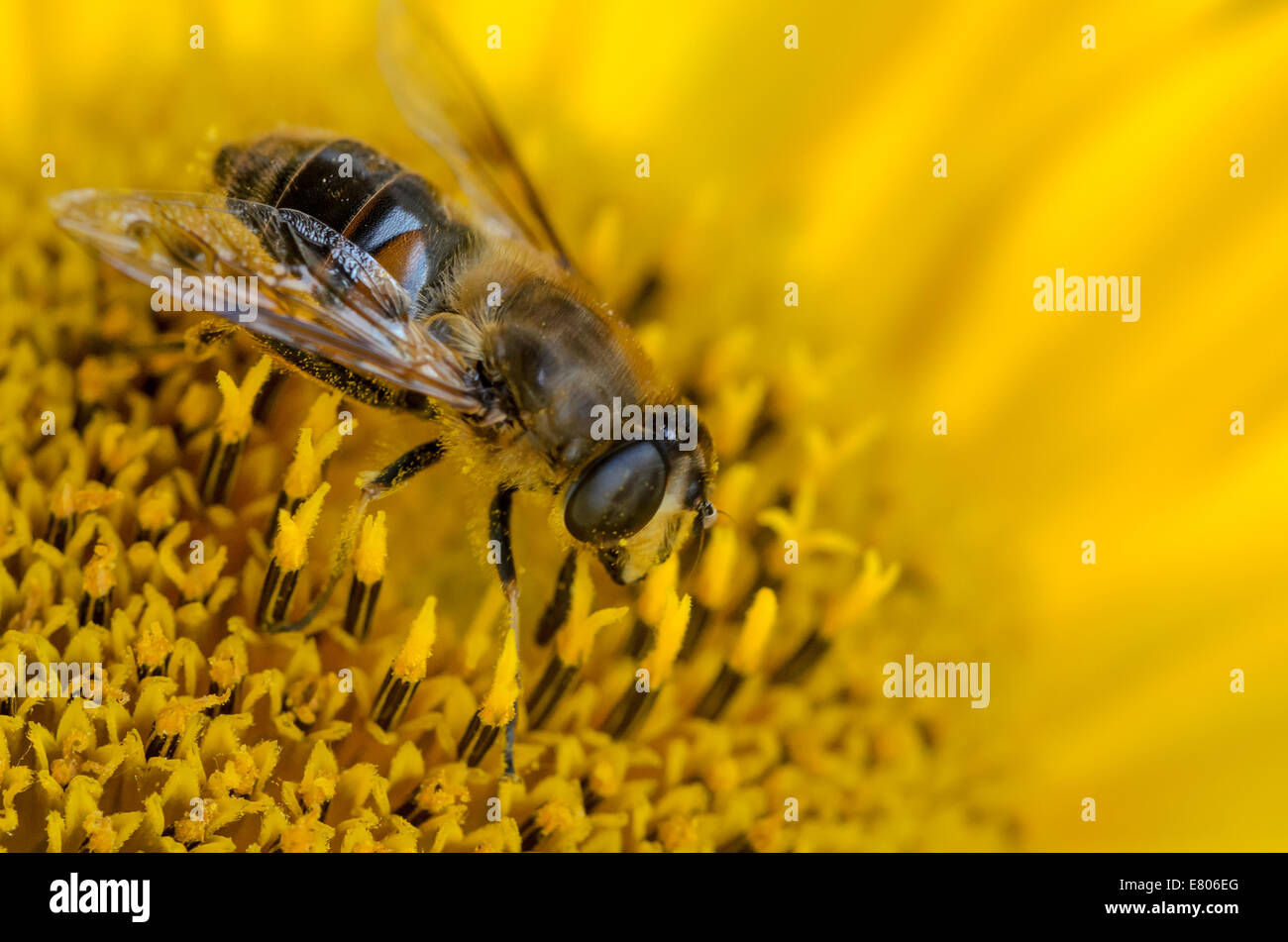 Closeup of a wasp on a yellow sunflower in bloom Stock Photo - Alamy