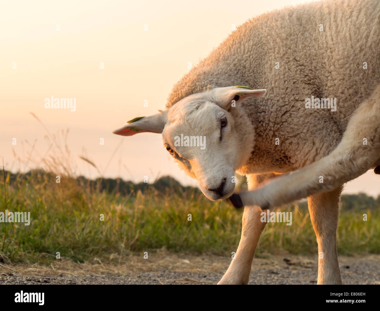 Itch animal hi-res stock photography and images - Alamy