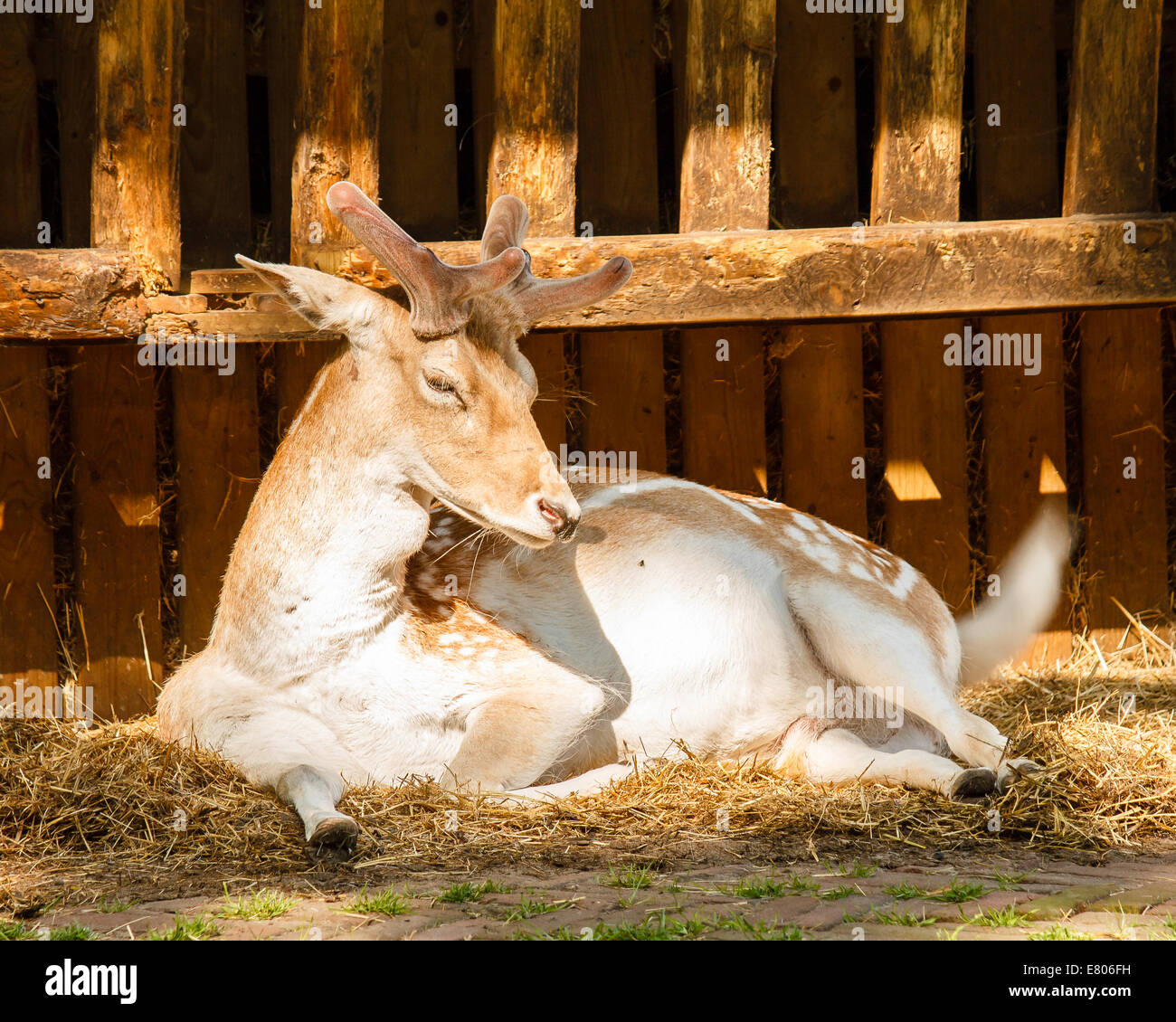 The deer barn hi-res stock photography and images - Alamy