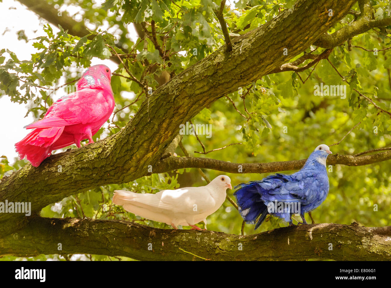 The different colored doves standing on some branches on a sunny day ...