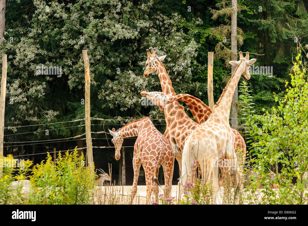 Group of four giraffe showing playful behavior Stock Photo - Alamy