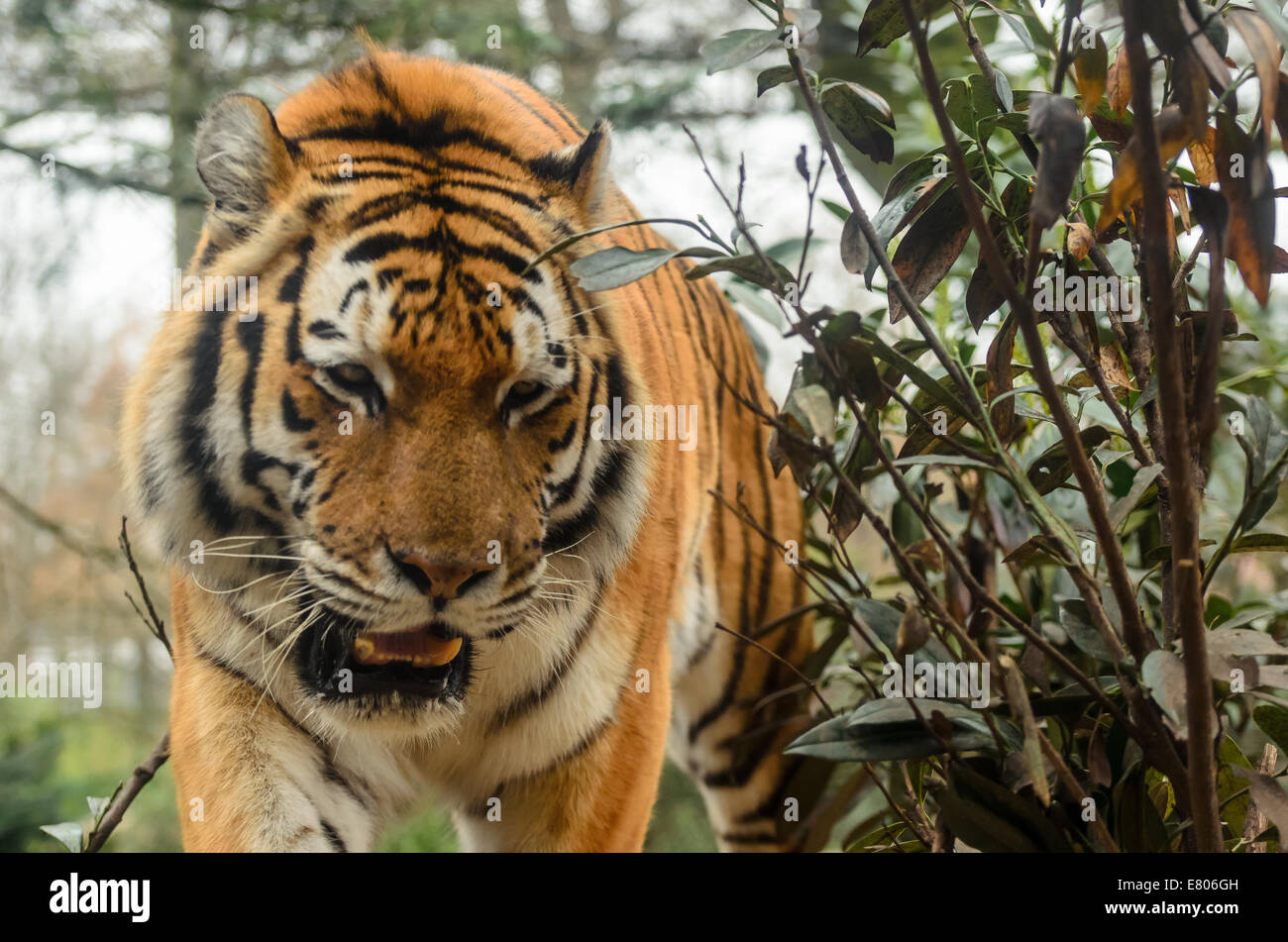 Closeup shot of this male tiger walking straight at the camera from ...