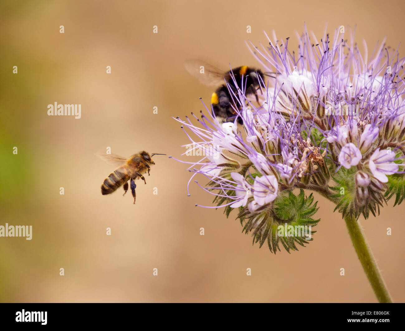 Flying wasp hi-res stock photography and images - Alamy