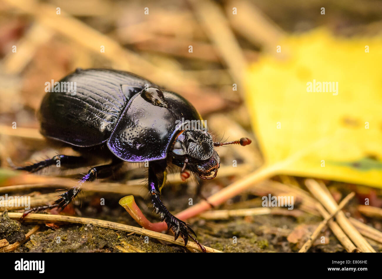 Walking between al the fallen twigs in the forest. This beautiful macro ...