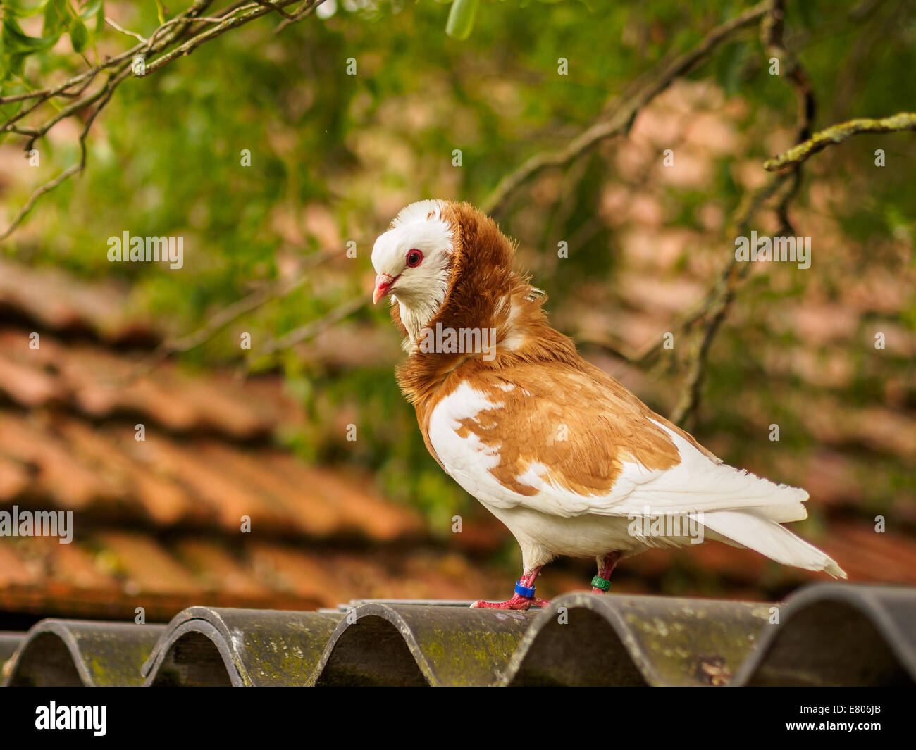 Rare dove sitting on top of a farm rooftop. Lovely red and white ...