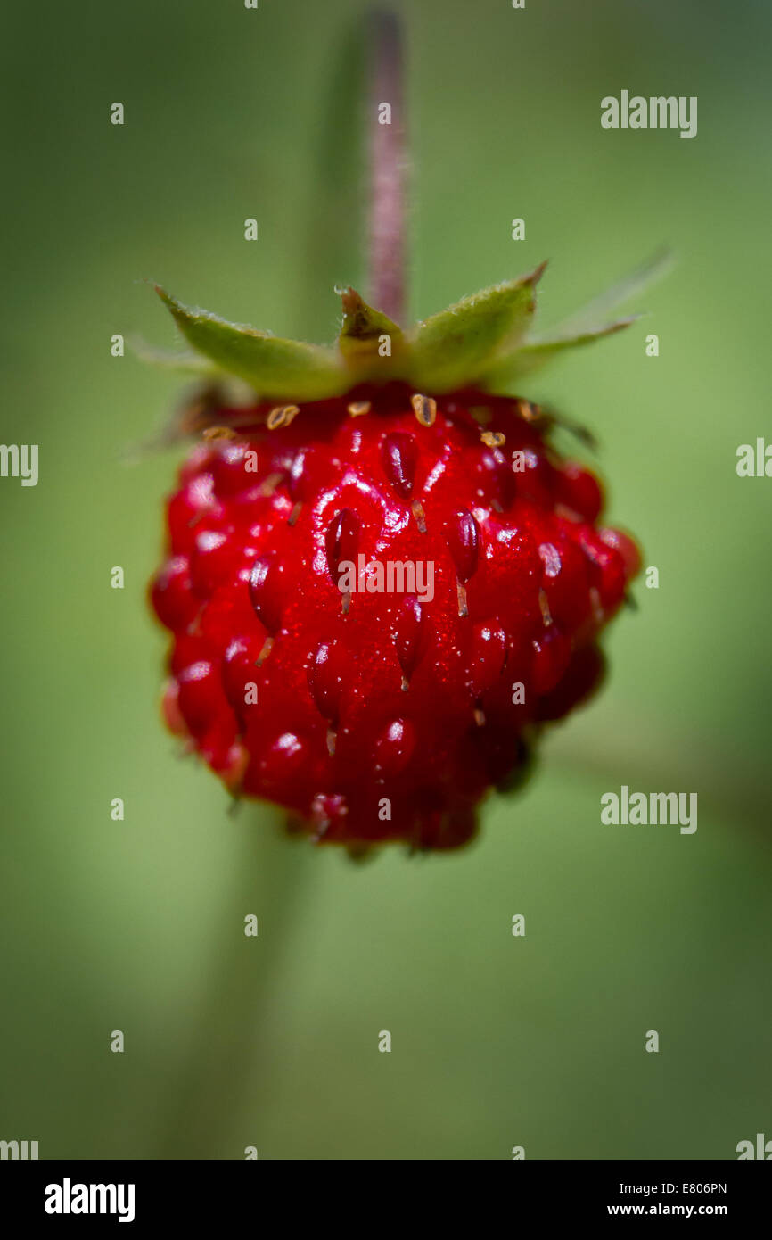 Wood strawberry hi-res stock photography and images - Alamy