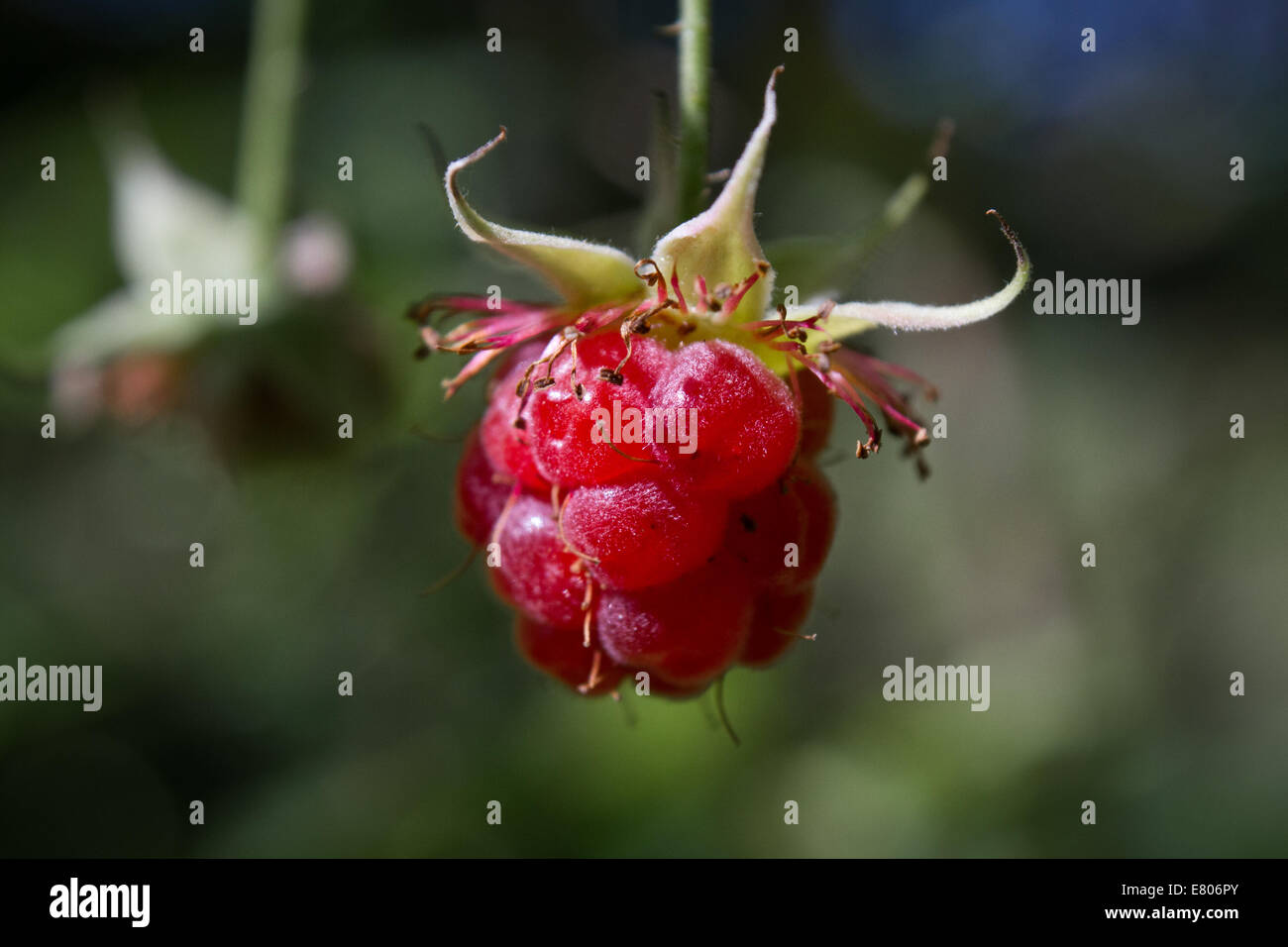 Raspberry details hi-res stock photography and images - Alamy