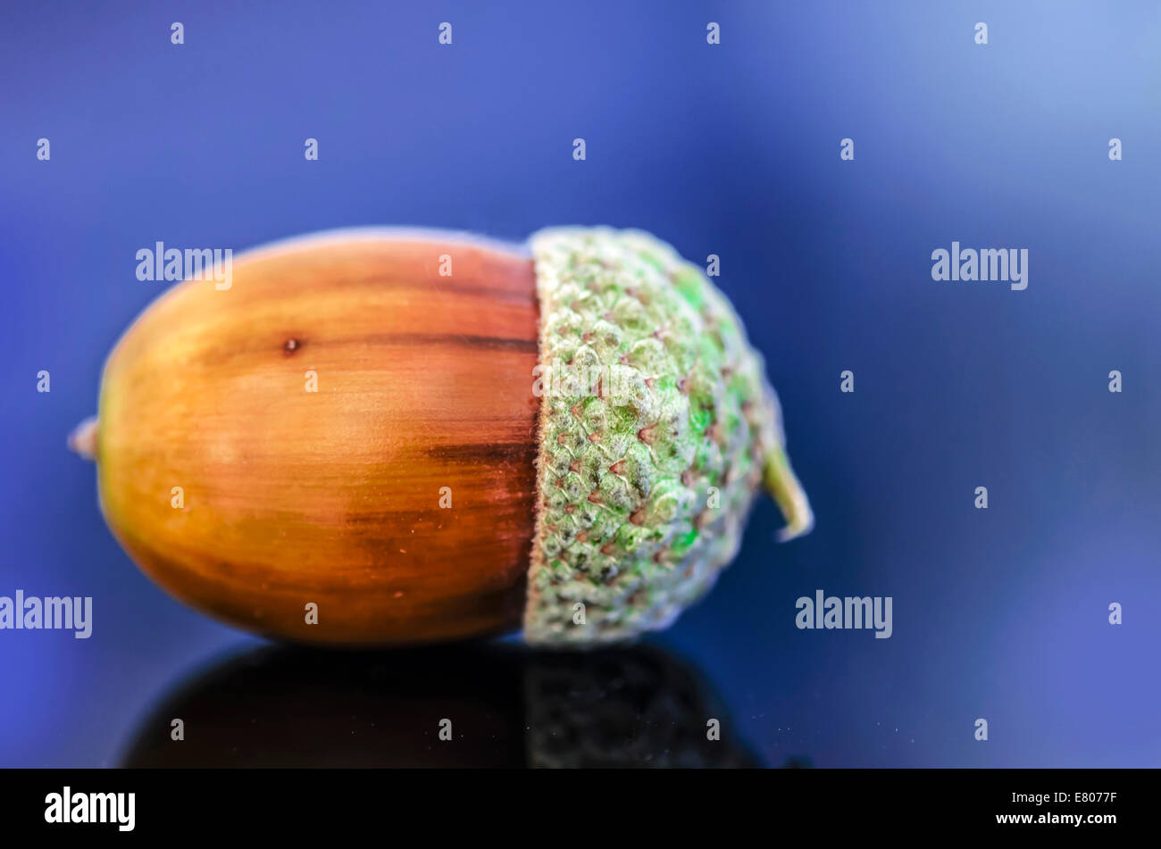 Acorn Nut Stock Photos & Acorn Nut Stock Images - Alamy