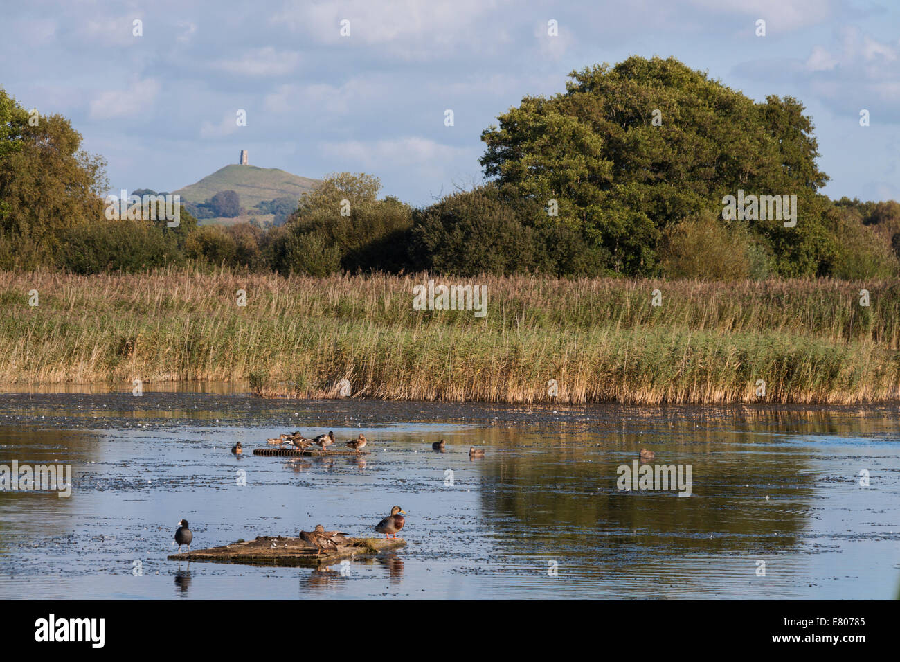 Shapwick heath river hi-res stock photography and images - Alamy