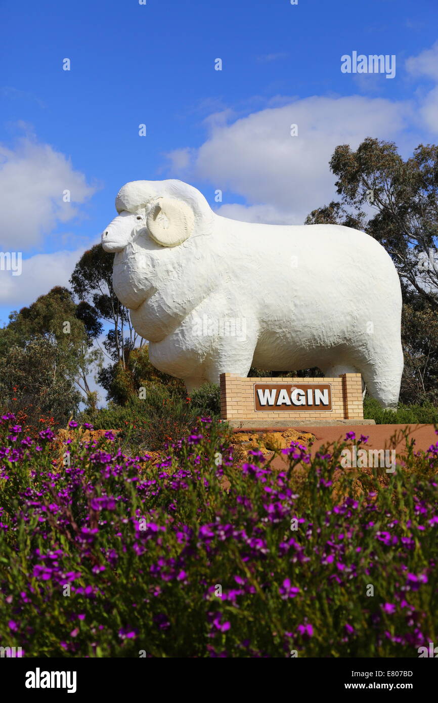 Merino ram western australia hi-res stock photography and images - Alamy