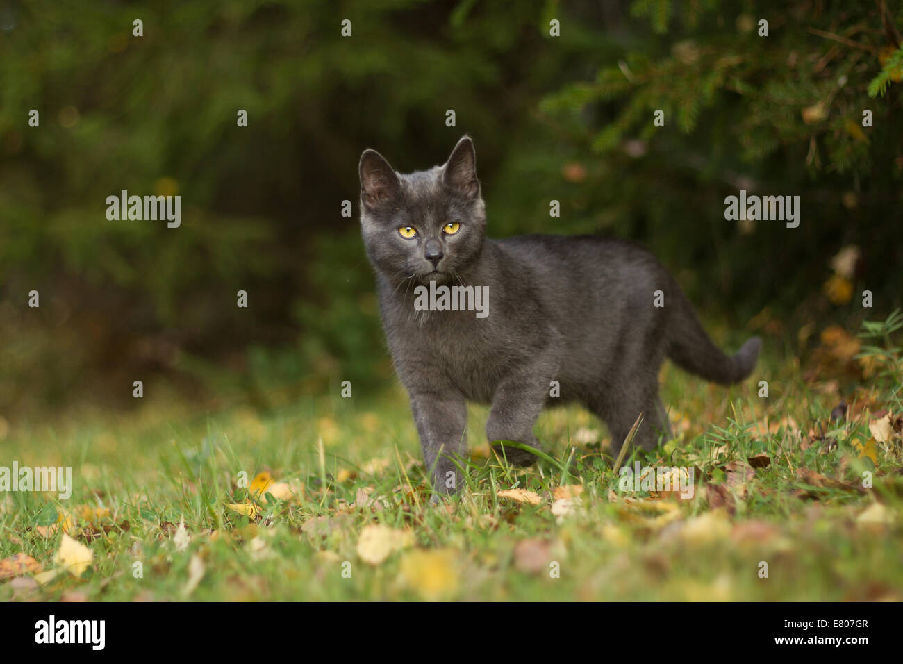 cat in the forest Stock Photo - Alamy