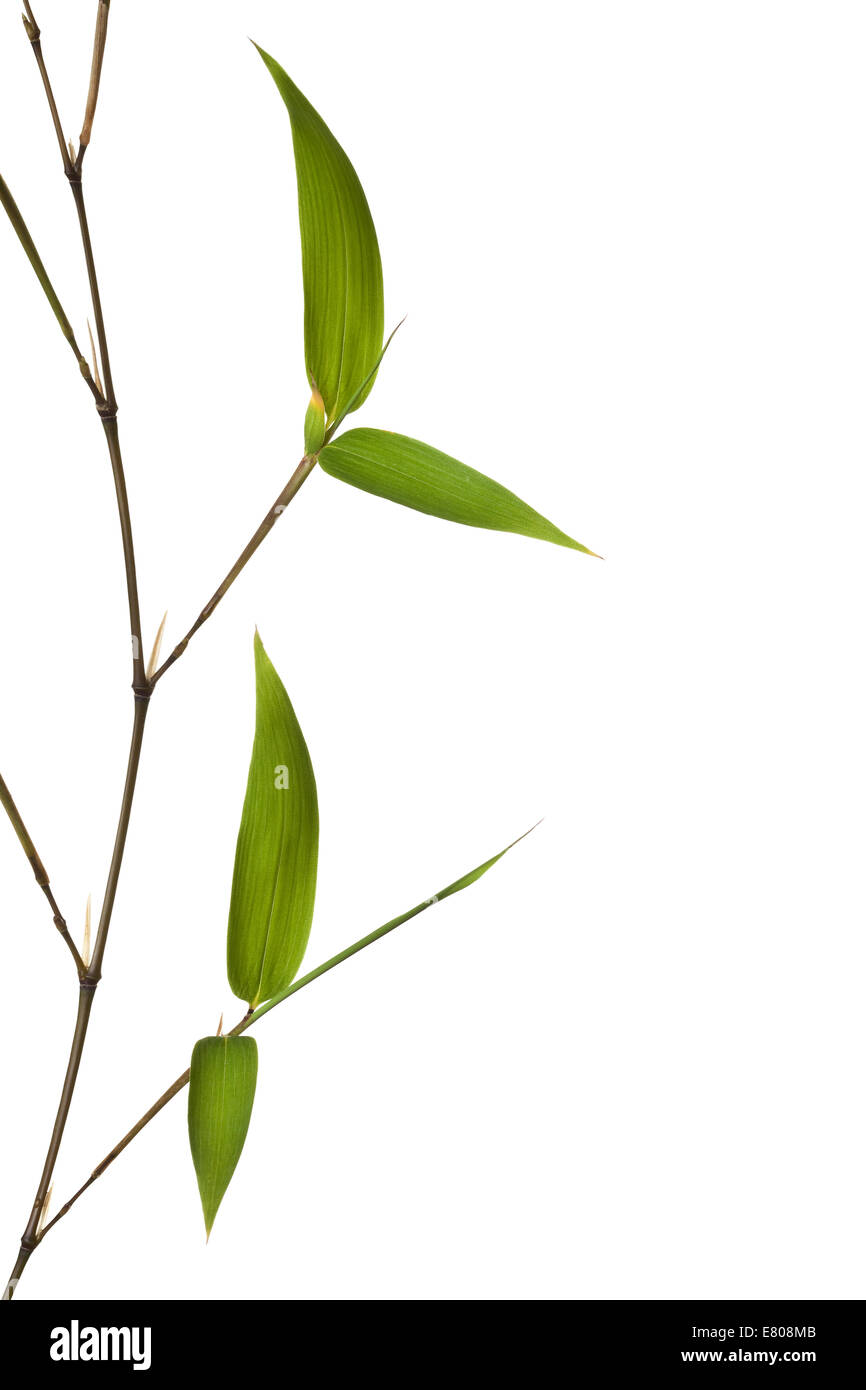 Bamboo Isolated on White Background Stock Photo - Alamy