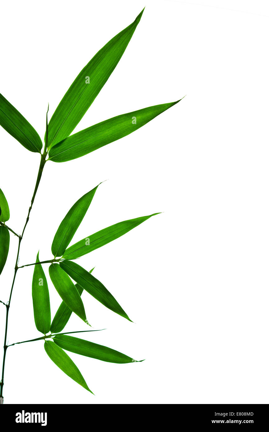 Bamboo Isolated on White Background Stock Photo - Alamy