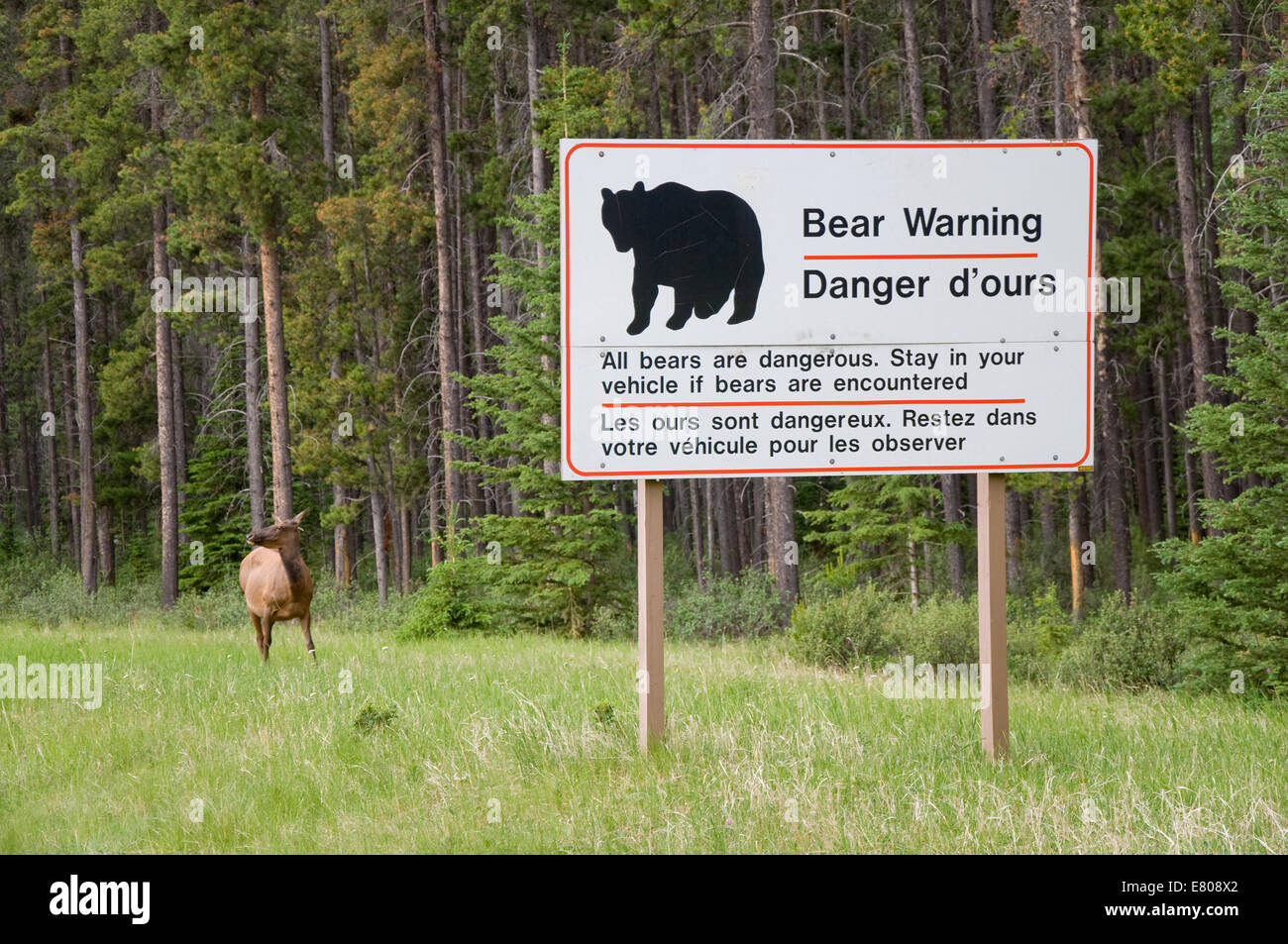 Bear Warning Sign, Jasper National Park, Alberta, Canada Stock Photo ...