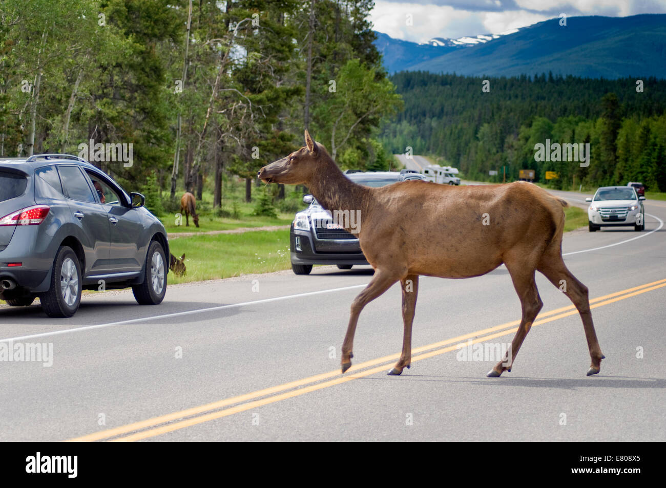 Female Elk, Icefields Parkway, Jasper National Park, Canada Stock Photo ...