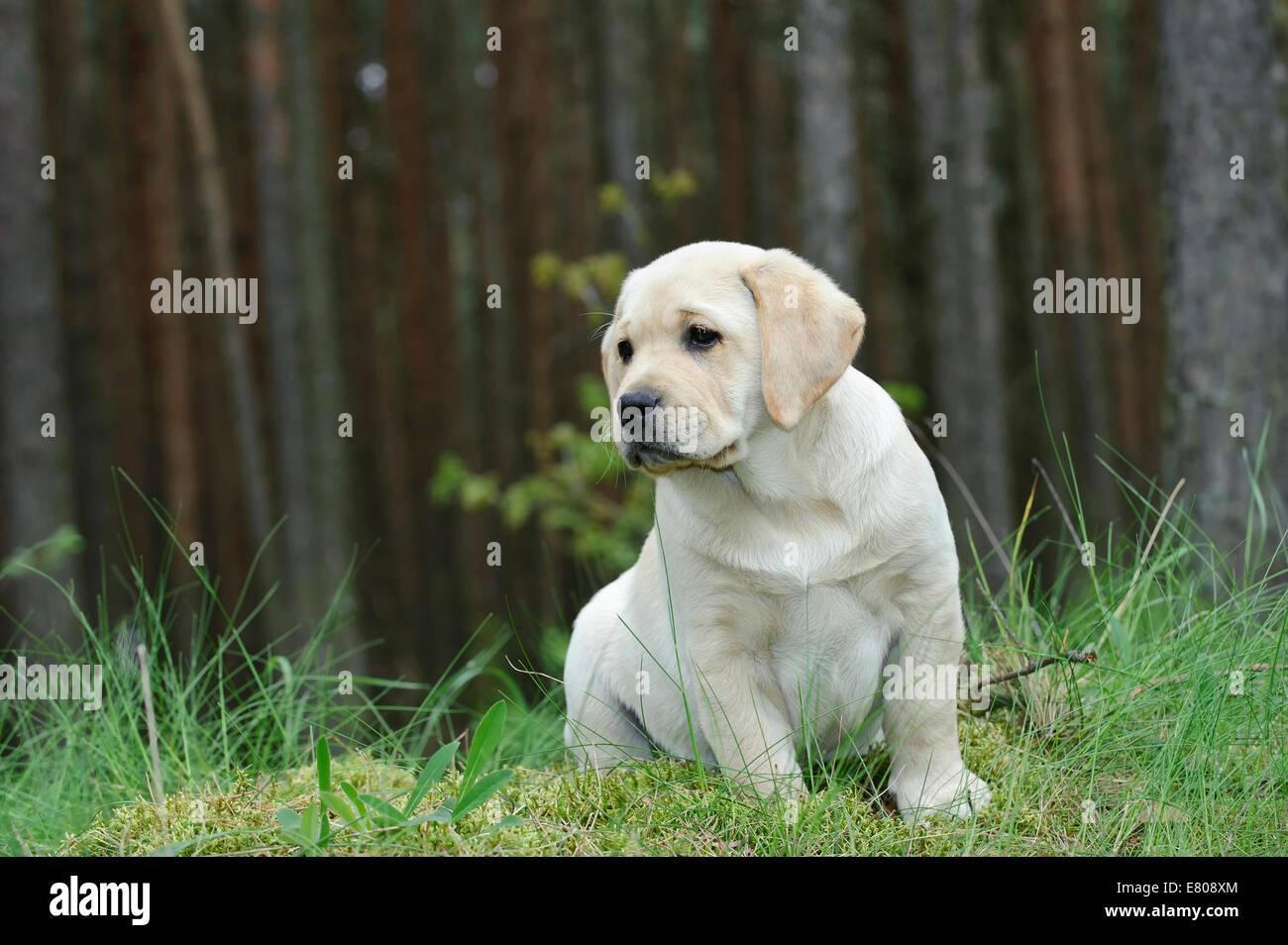 Labrador retriever puppy in forest Stock Photo - Alamy