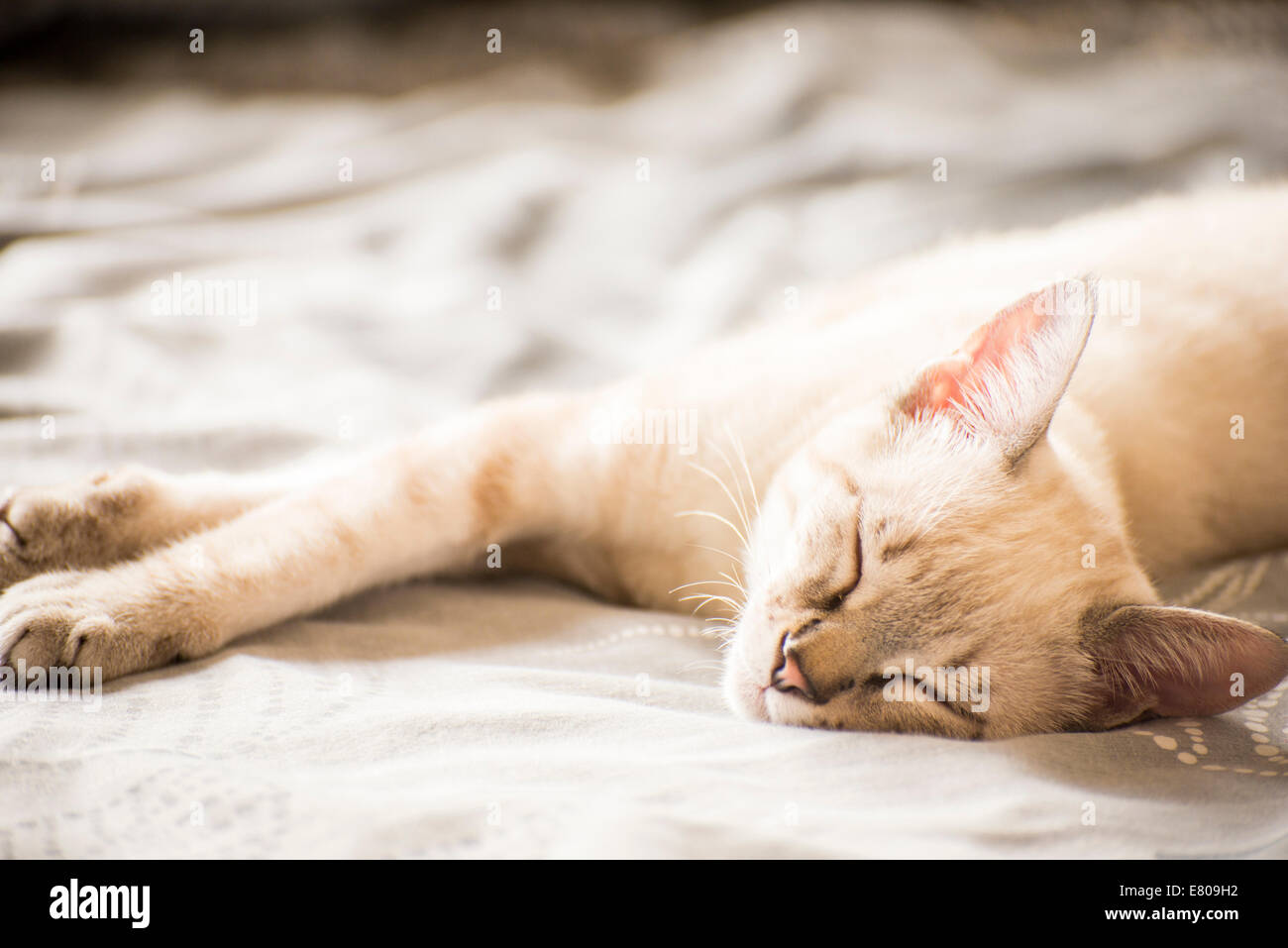 cat resting on the bed Stock Photo - Alamy