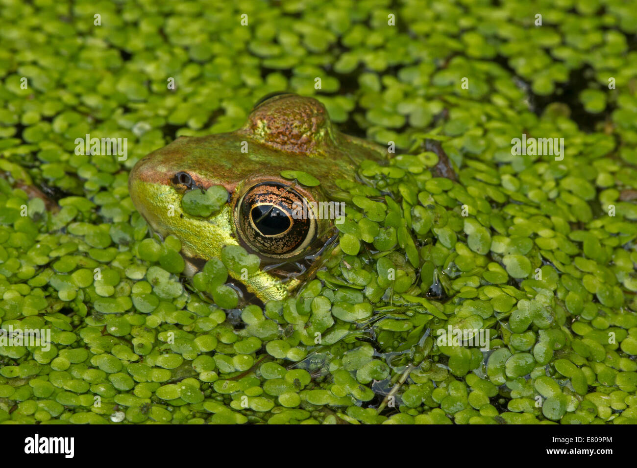 Green frog, Lithobates clamitans, Washington, District of Columbia, in ...