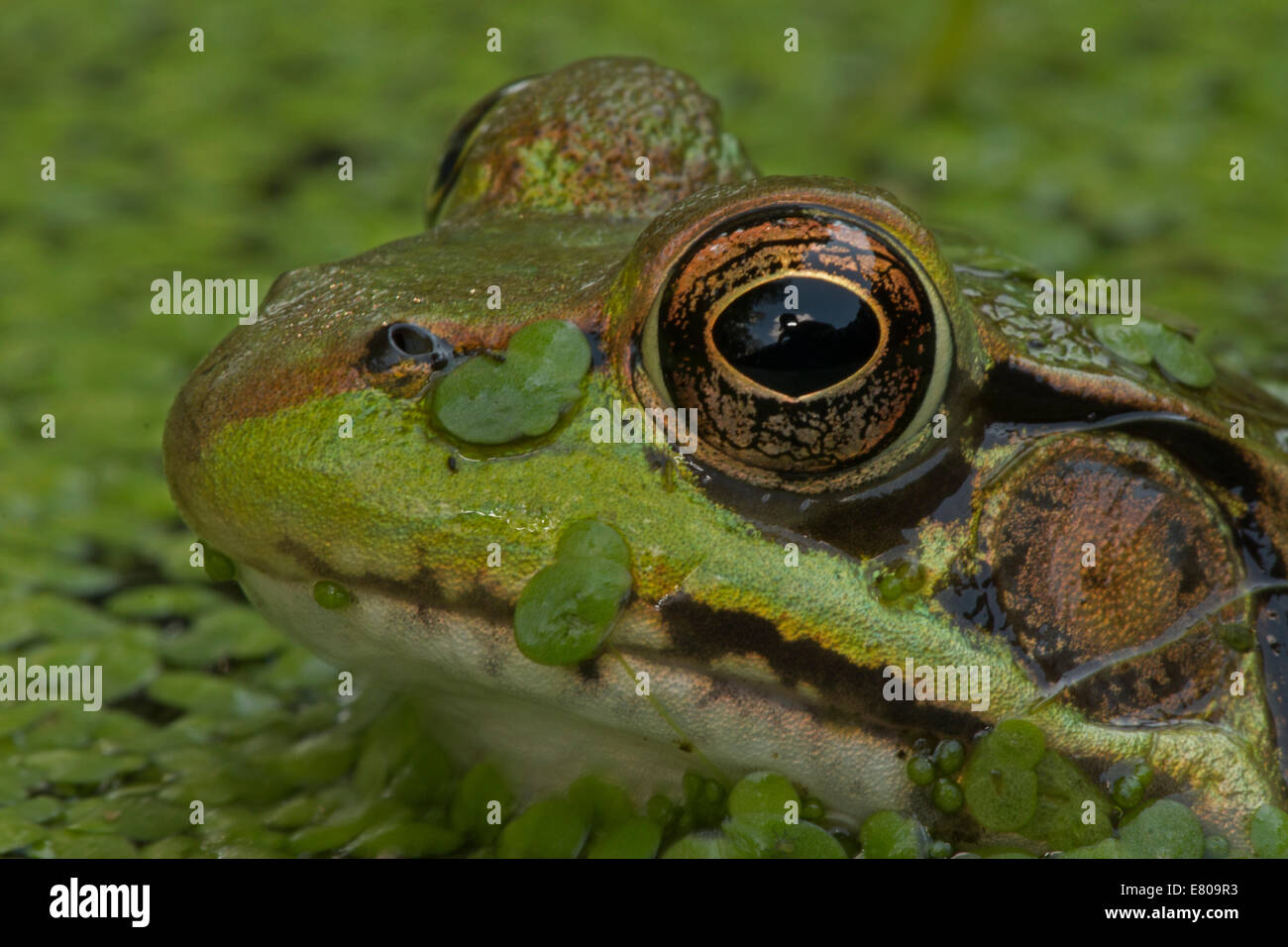 Green frog, Lithobates clamitans, Washington, District of Columbia, in ...