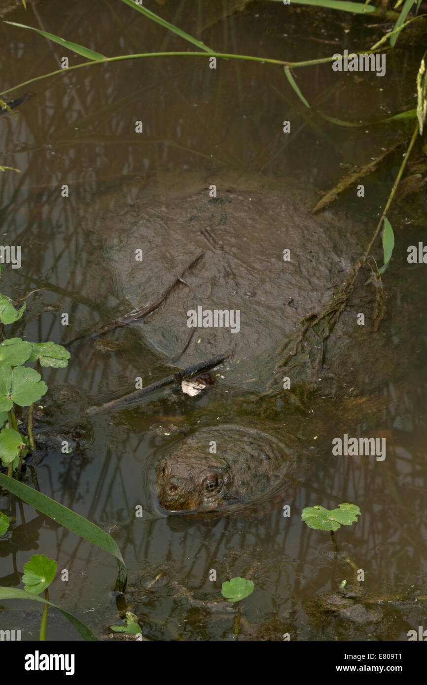 Snapping turtle (Chelydra serpentina), Virginia Stock Photo - Alamy