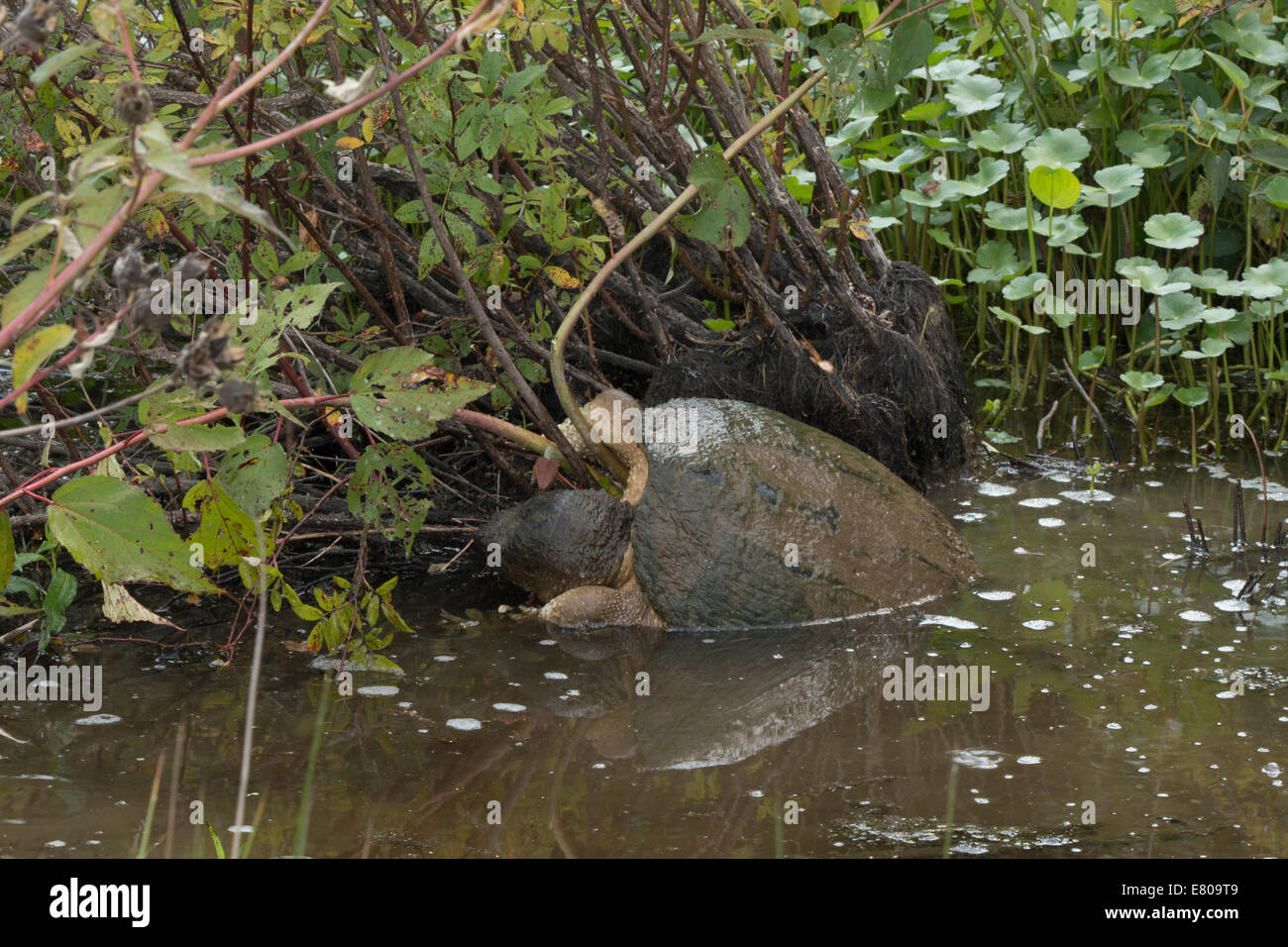 Snapping turtle (Chelydra serpentina), Virginia Stock Photo - Alamy
