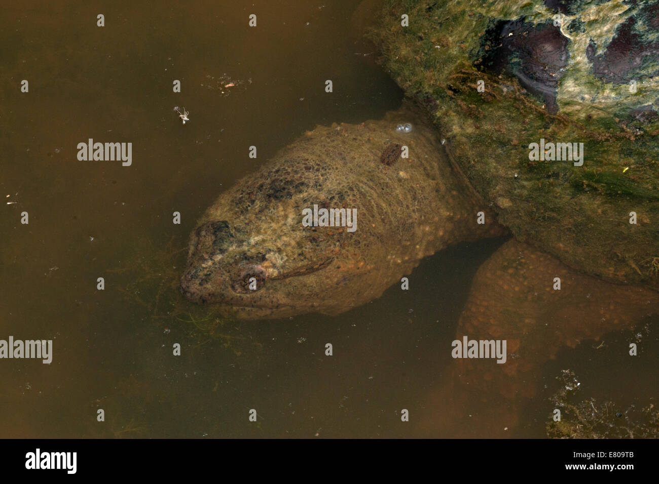 Snapping turtle (Chelydra serpentina), feeding on algae, Virginia Stock ...