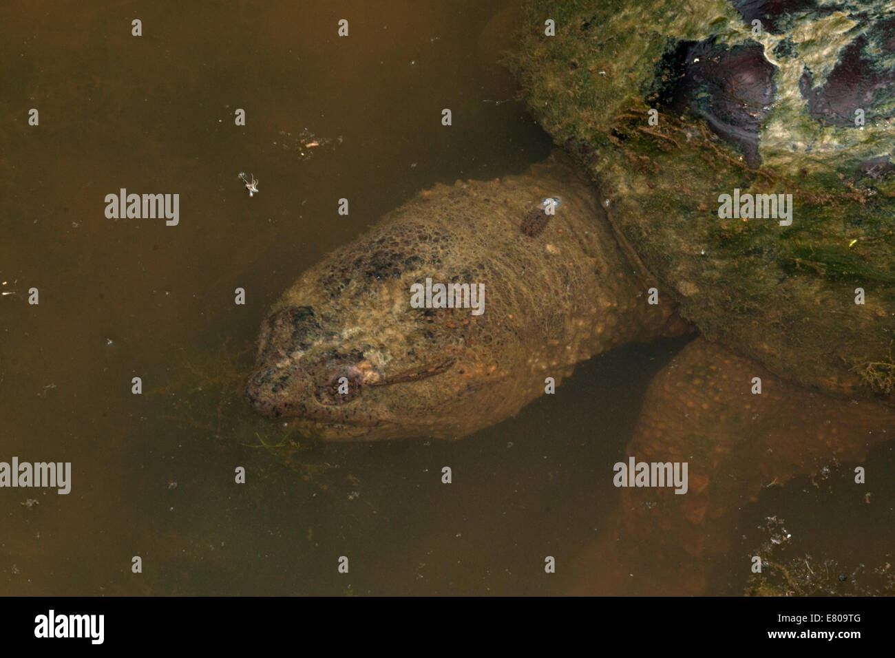 Snapping turtle (Chelydra serpentina), Virginia Stock Photo - Alamy
