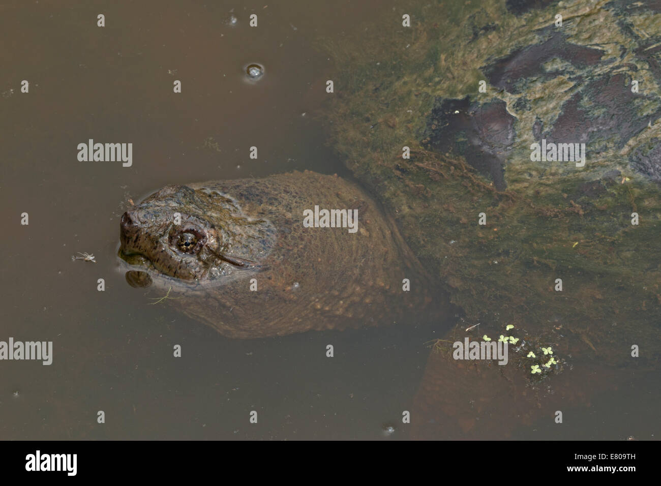 Snapping turtle (Chelydra serpentina), Virginia Stock Photo - Alamy