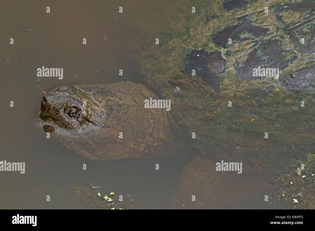 Snapping turtle (Chelydra serpentina), Virginia Stock Photo - Alamy