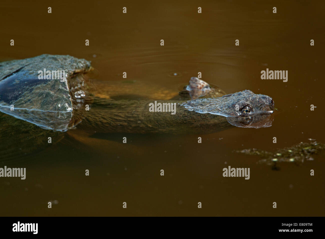 Snapping turtle (Chelydra serpentina), Virginia Stock Photo - Alamy