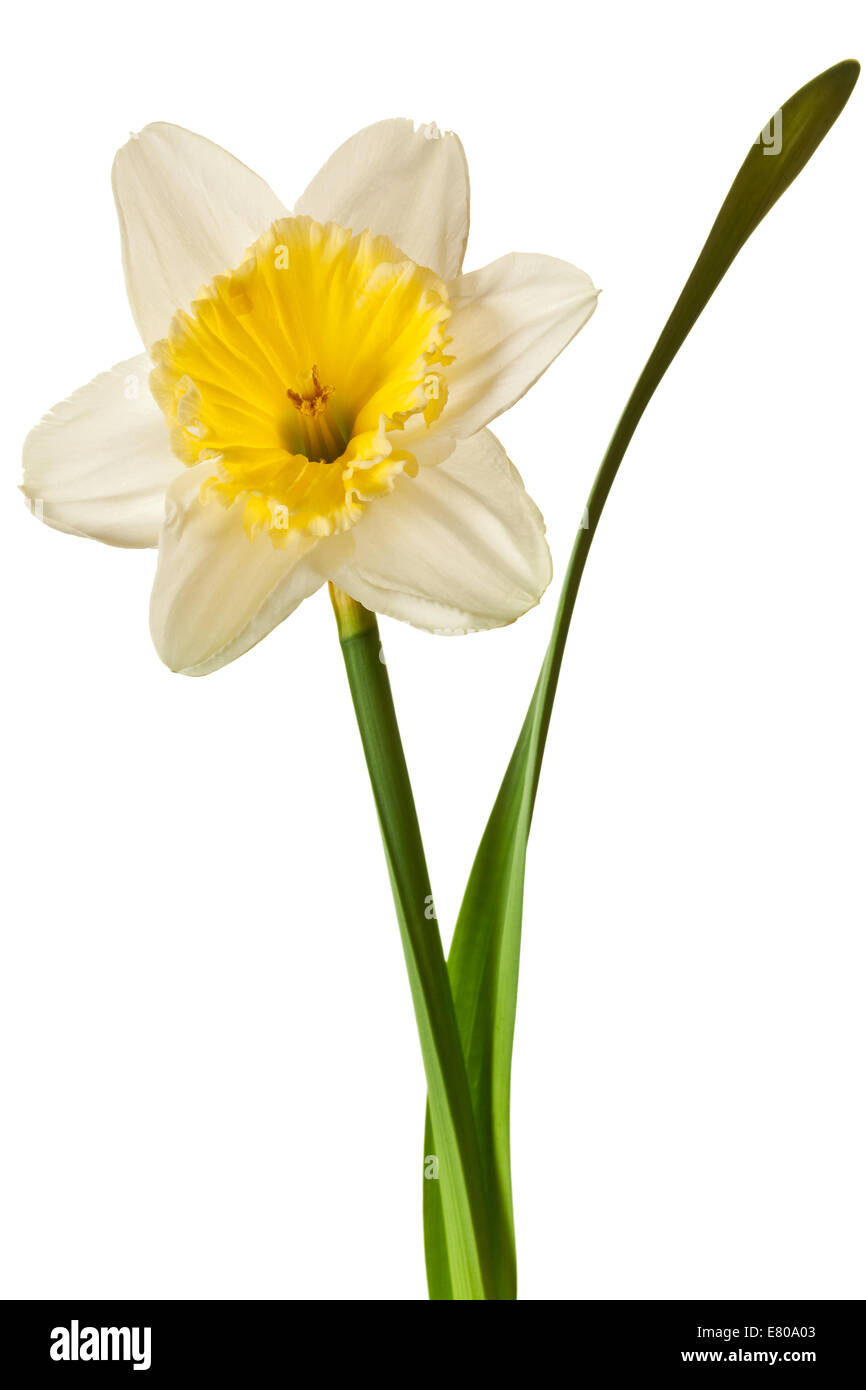 White Spring Daffodil Flower Isolated on White Background Stock Photo ...