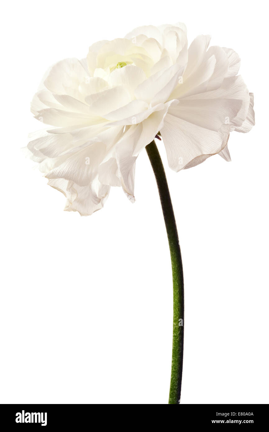 Ranunculus flower white background Cut Out Stock Images & Pictures - Alamy
