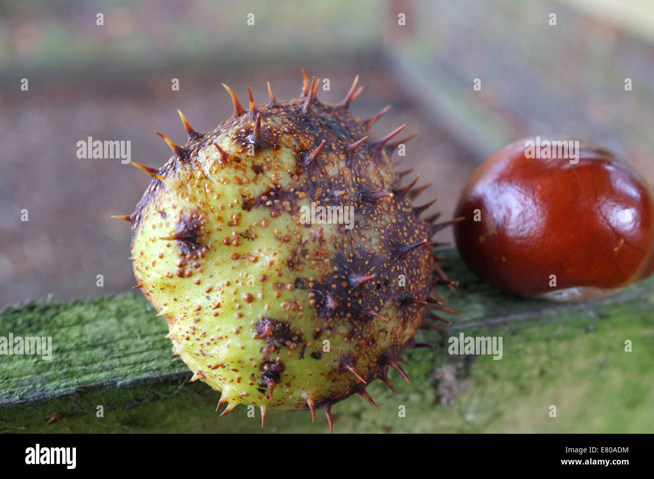 Conker in shell hi-res stock photography and images - Alamy