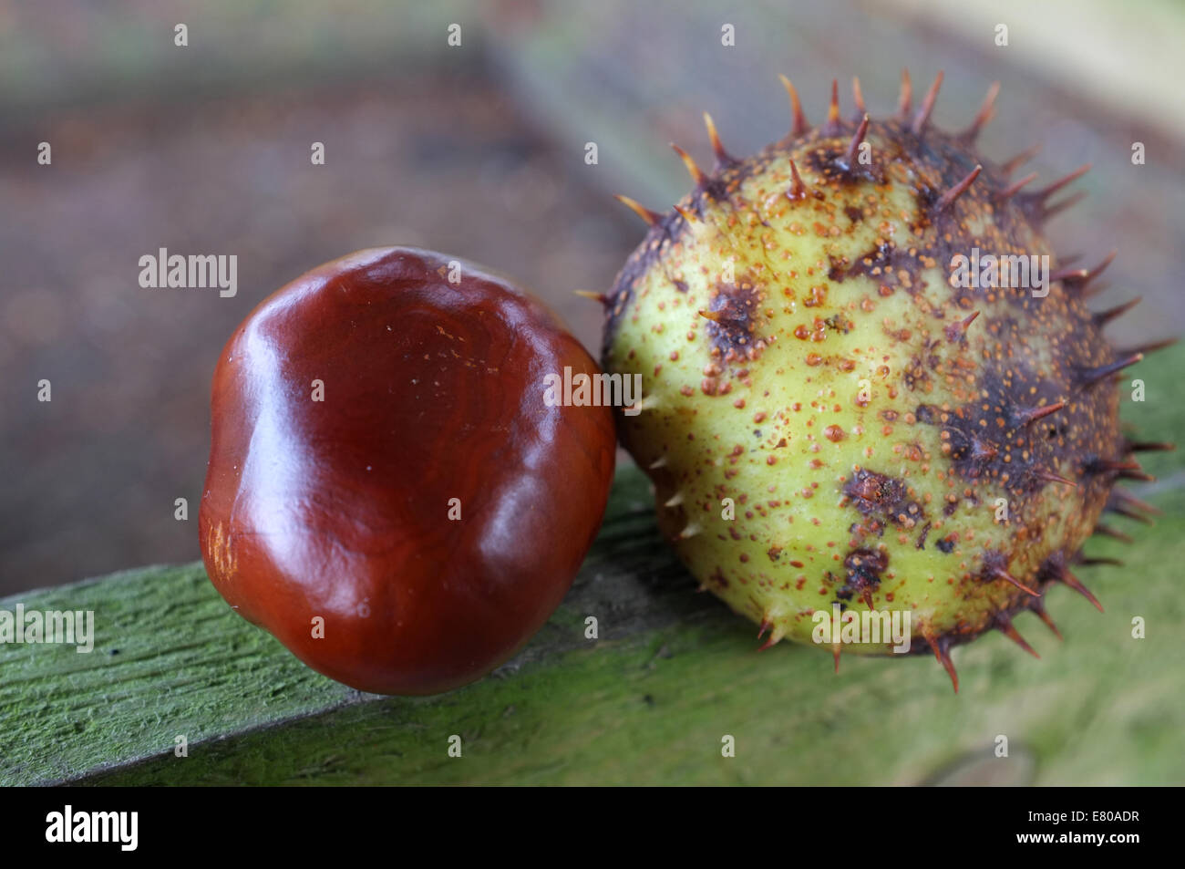 fresh conker from a horse-chestnut tree and spiky shell photographed in ...