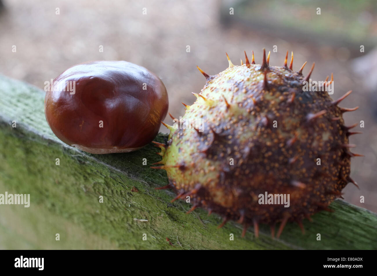 Conker in shell hi-res stock photography and images - Alamy