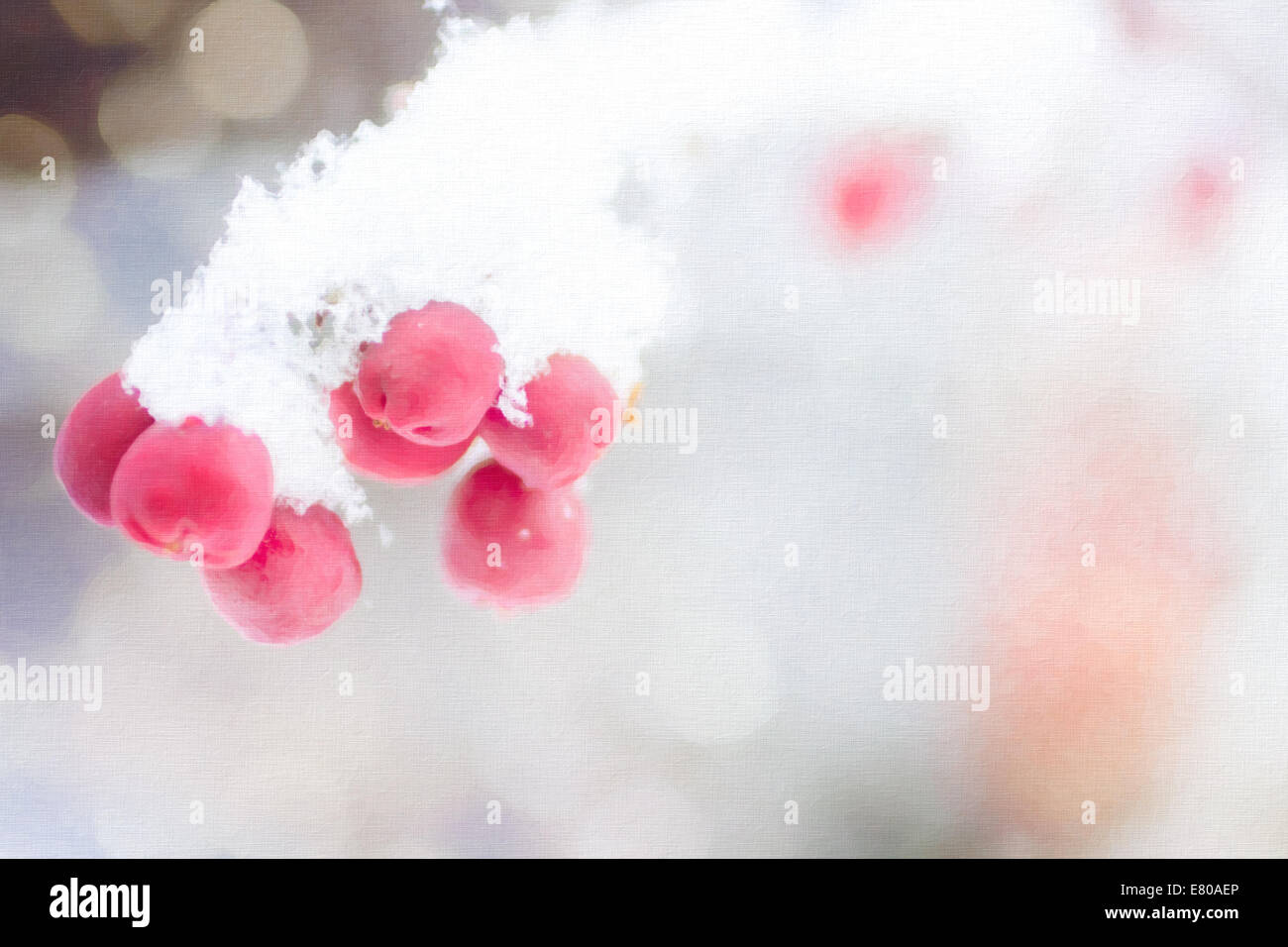 Winter berries hi-res stock photography and images - Alamy